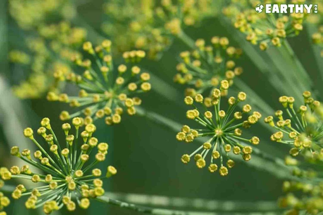 Alpha-Phellandrene: Rebel Cousin of Eucalyptol | Earthy Terpenes